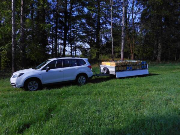 Establishment of Breeding Hives – Carnica Cimala