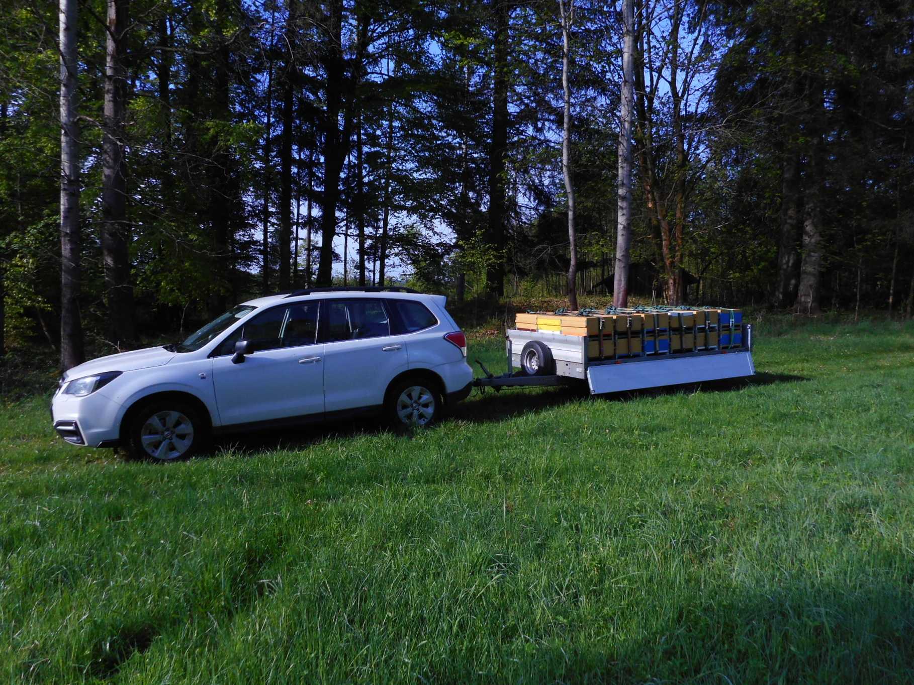 Establishment of Breeding Hives – Carnica Cimala