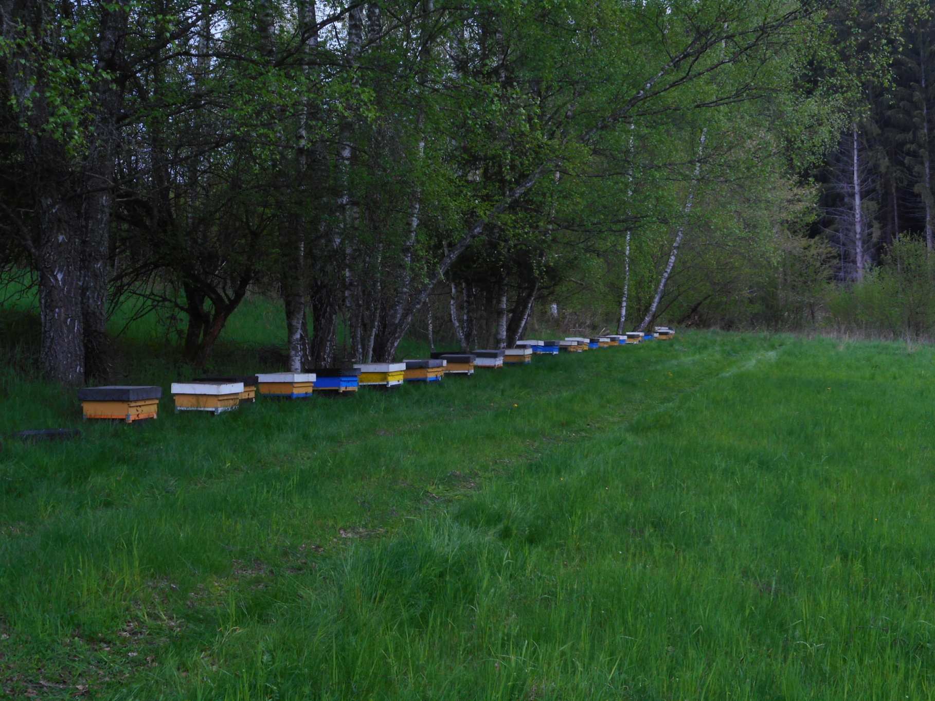 Establishment of Breeding Hives – Carnica Cimala