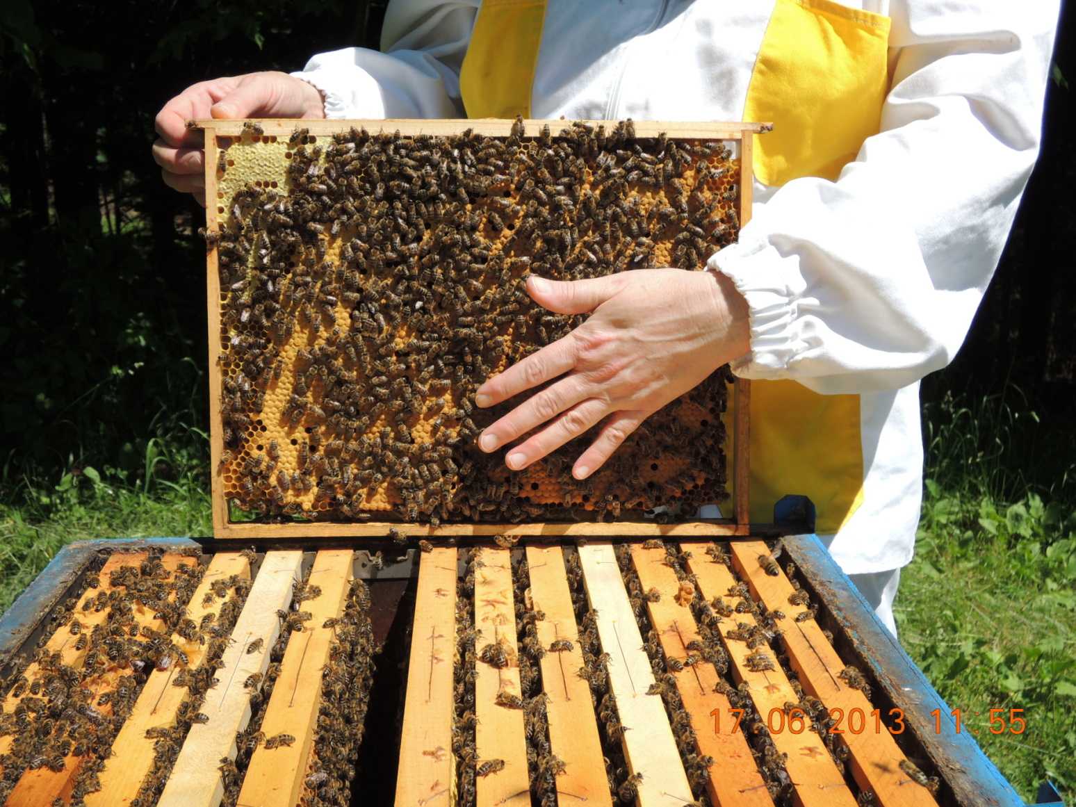 What Makes our Bees Better – Carnica Cimala