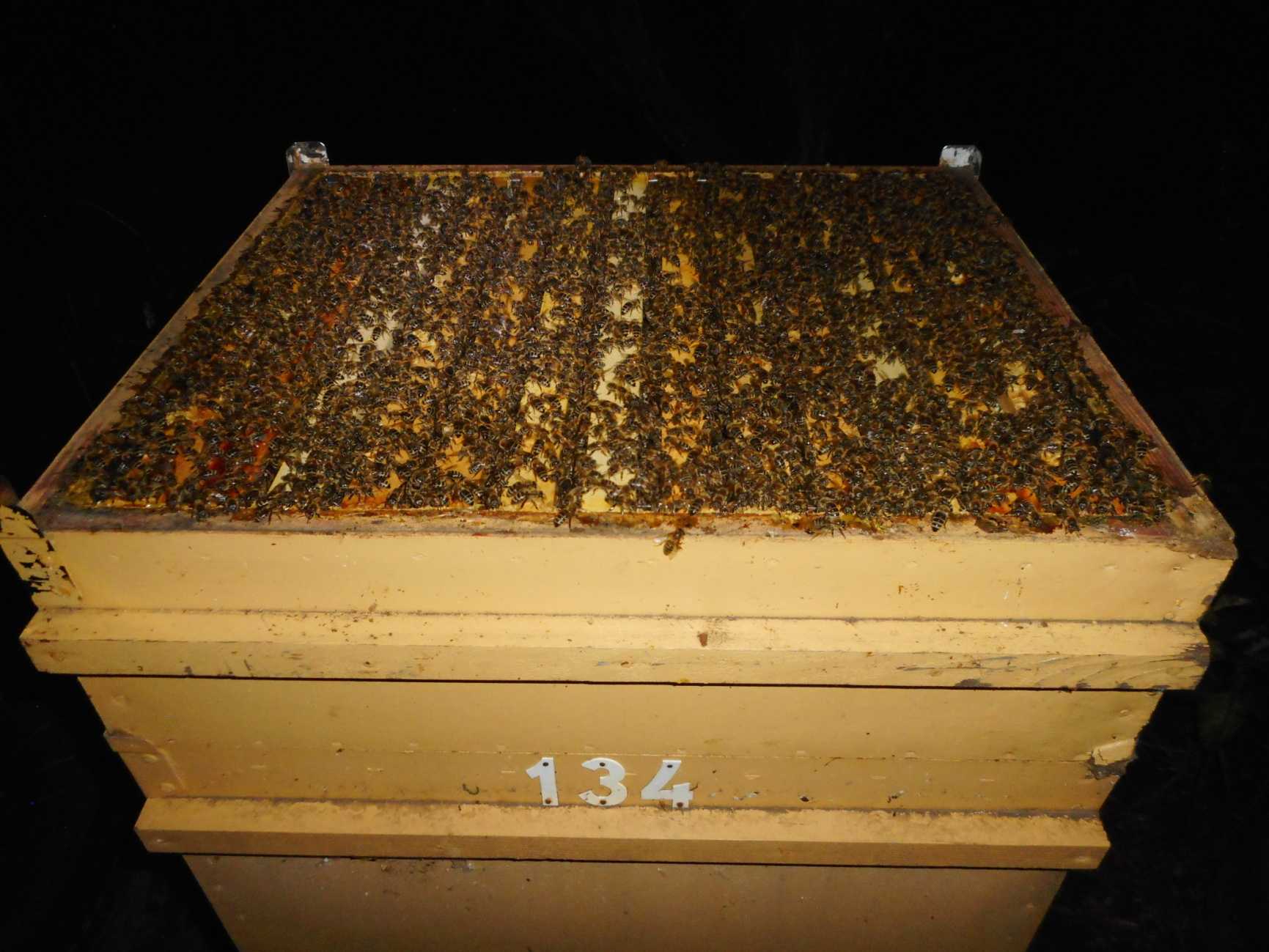 What Makes our Bees Better – Carnica Cimala